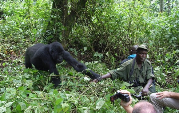 Gorilla Tracking Experince in Bwindi Impenetrable Forest Uganda